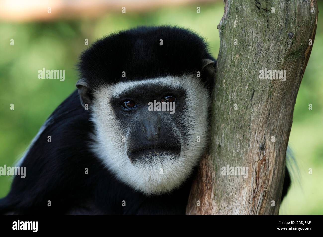 Angola colobus (Colobus angolensis), adult, portrait, male Angolan ...