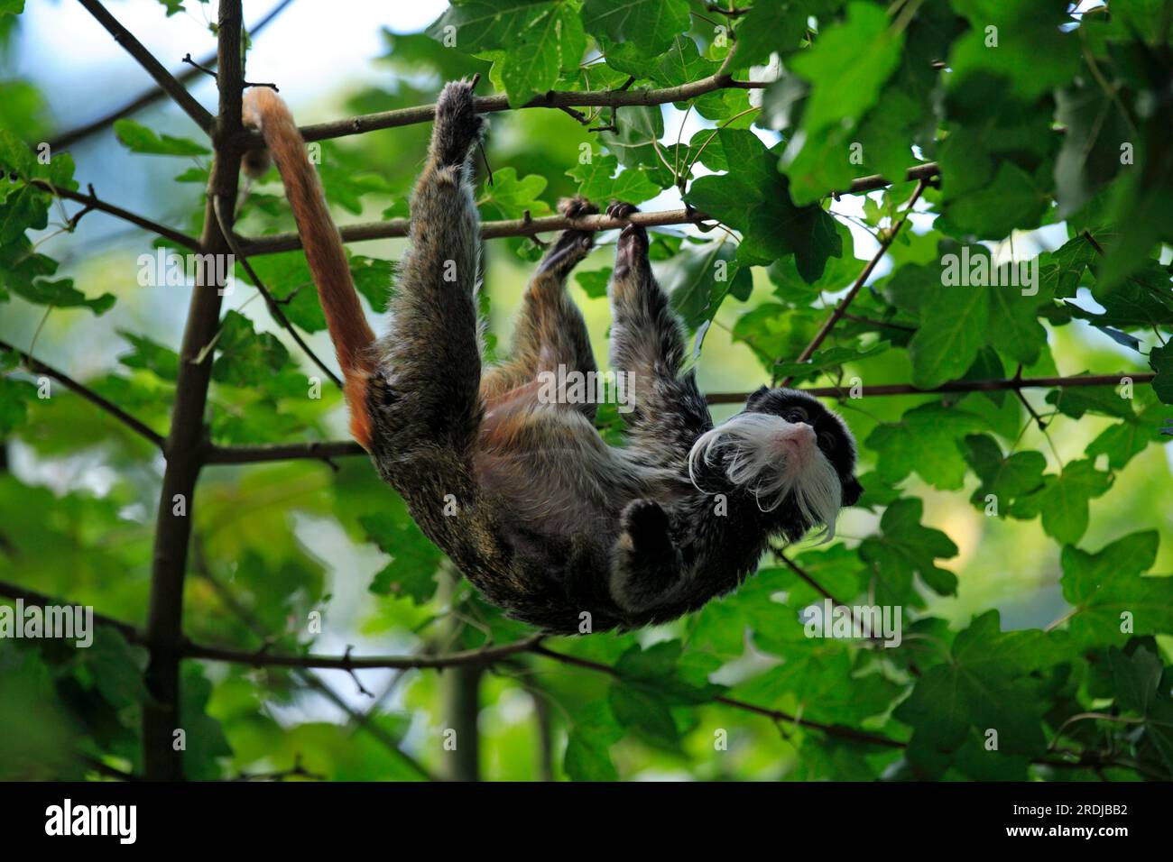Emperortamarin (Saguinus imperator) subgrisescens, adult, on tree Emperor Tamarin, South America ...