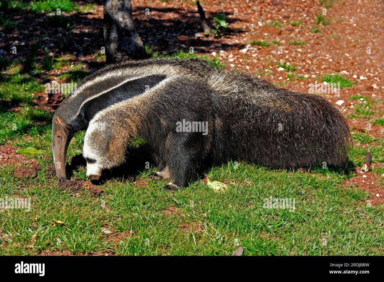 Giant anteater (Myrmecophaga tridactyla), Pantanal, Brazil, adult ...