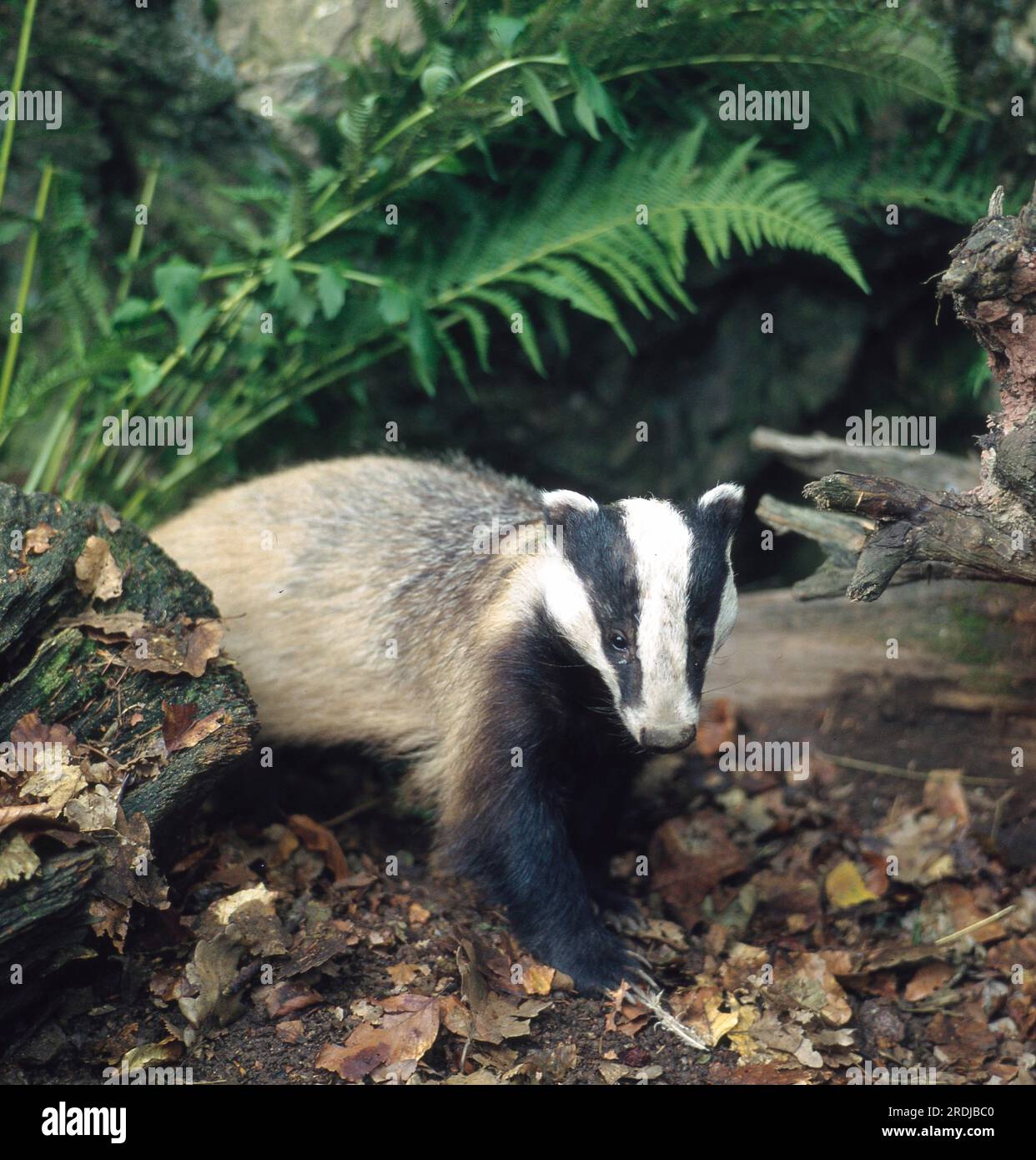 Badger European badger (Meles meles), Eurasian badger Stock Photo - Alamy
