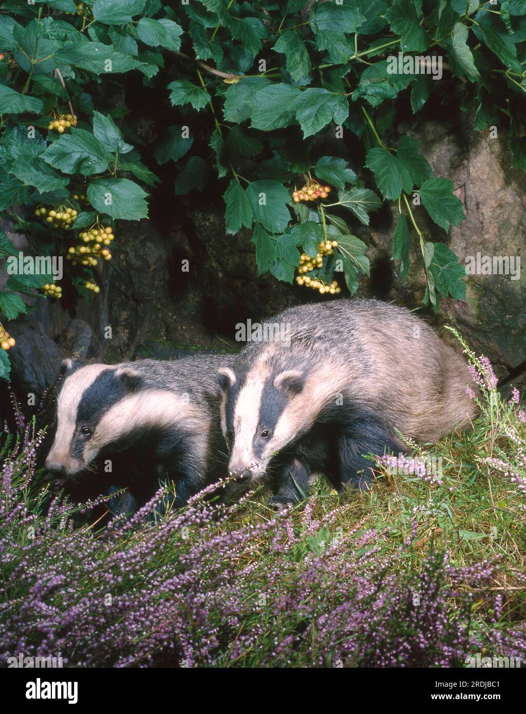 Badger European badger (Meles meles), Eurasian badger, pair Stock Photo ...