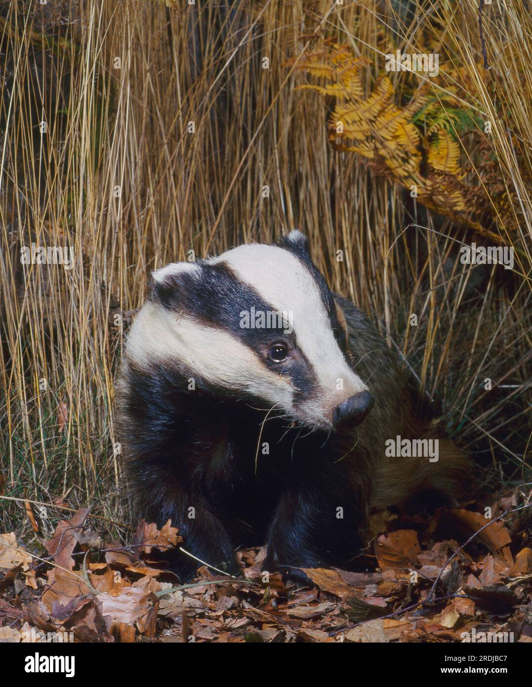 Badger European badger (Meles meles), Eurasian badger Stock Photo - Alamy