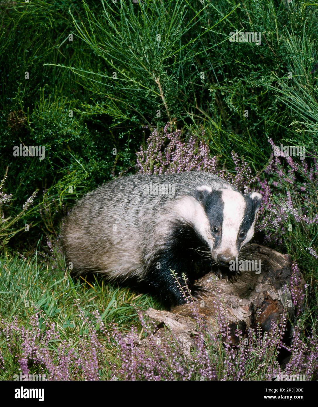 Badger European badger (Meles meles), Eurasian badger Stock Photo - Alamy