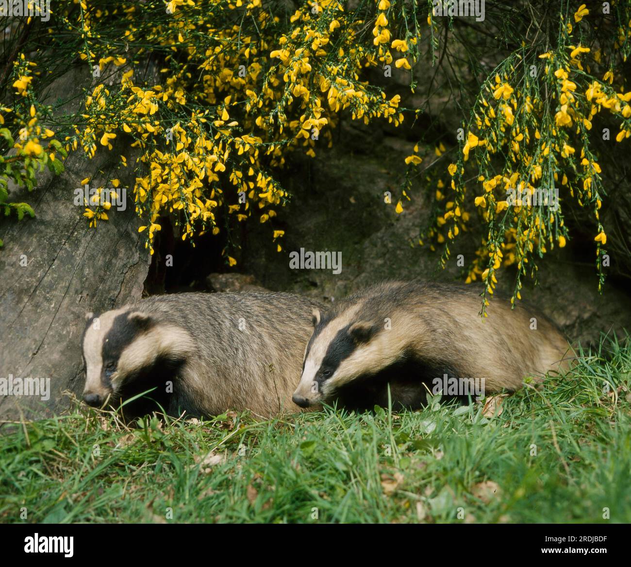 Badger European badger (Meles meles), Eurasian badger, pair Stock Photo ...