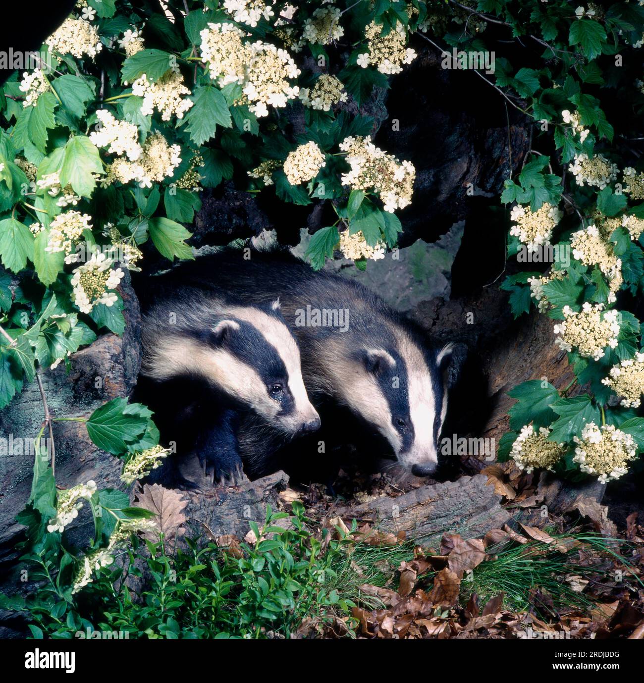 Badger European badger (Meles meles), Eurasian badger Stock Photo - Alamy