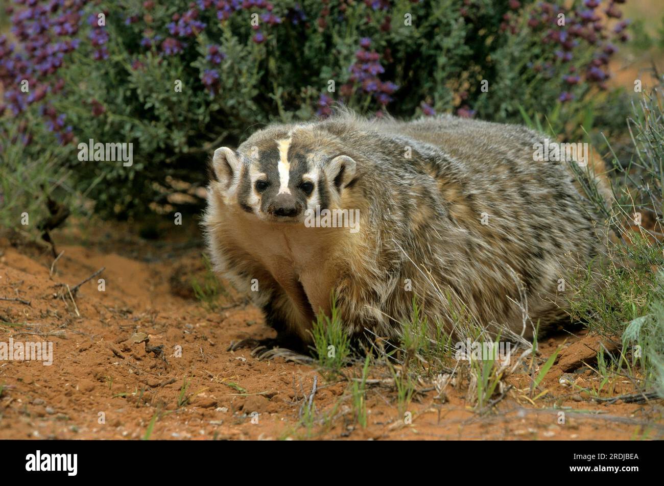 Male badger hi-res stock photography and images - Alamy