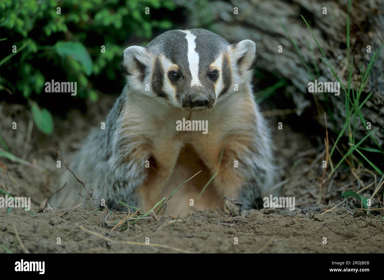 American badger (Taxidea taxus), male Stock Photo - Alamy