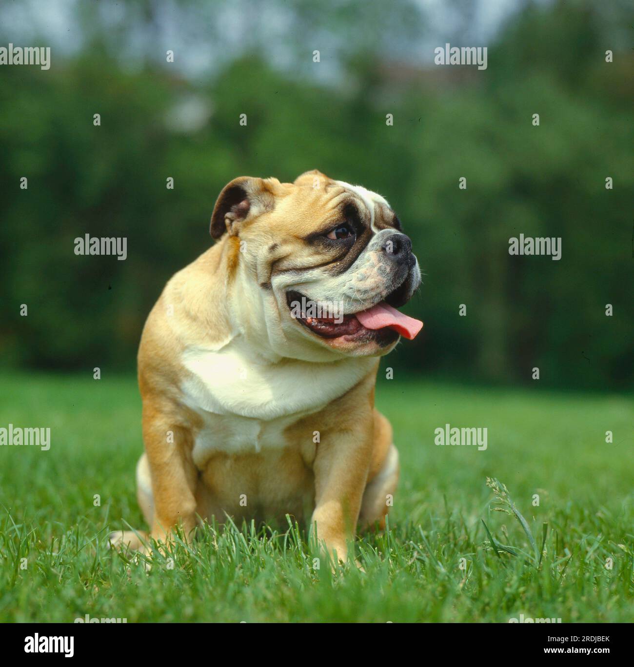 English Bulldog, Bulldog FCI, Standard No. 149 Stock Photo - Alamy