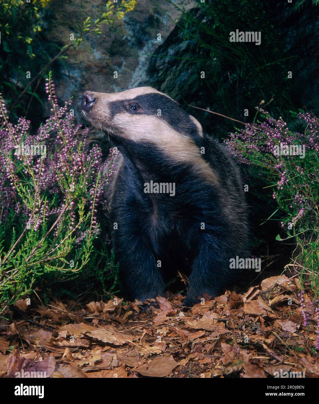 Badger European badger (Meles meles), Eurasian badger Stock Photo - Alamy
