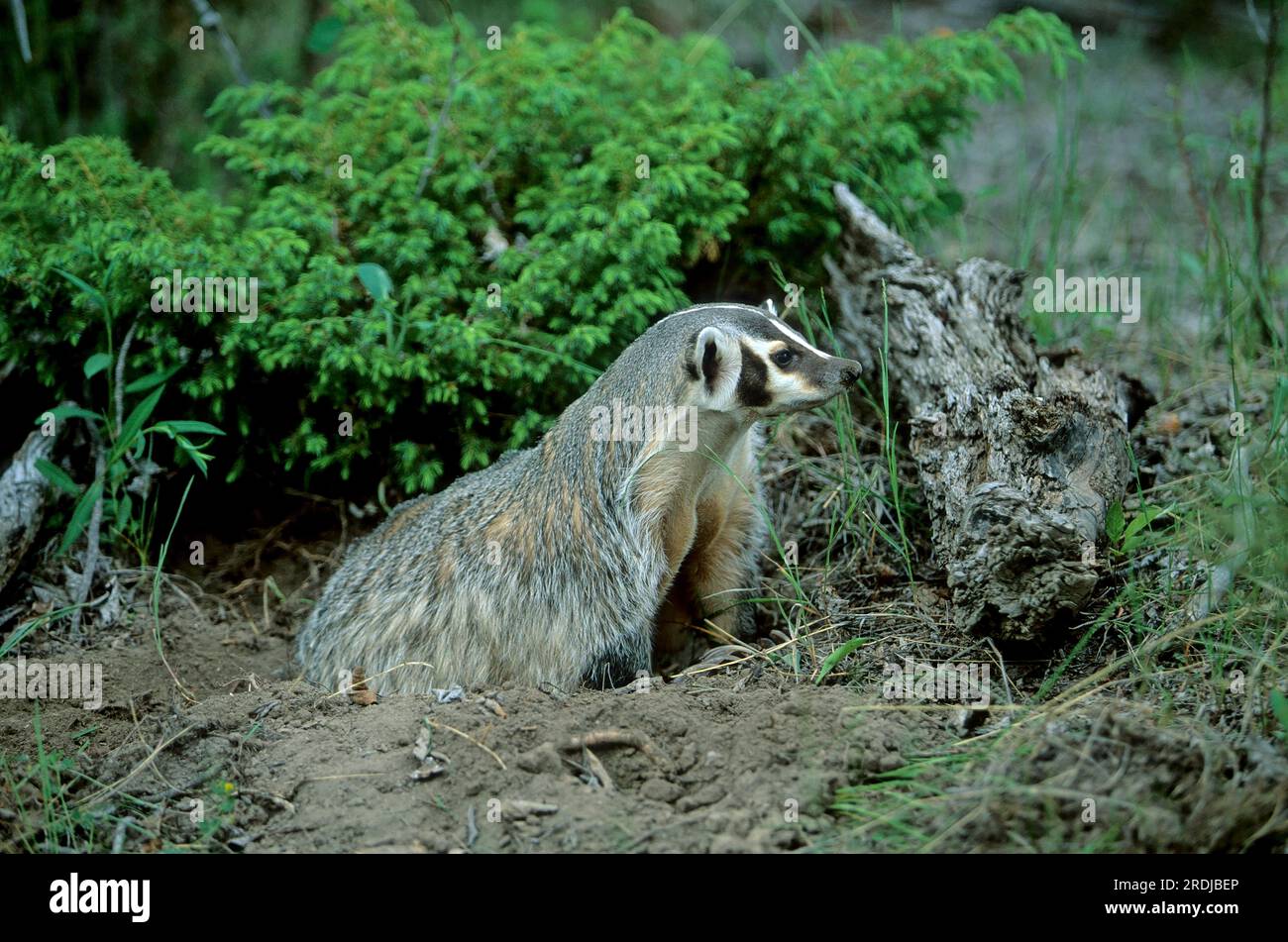 American Badger (Taxidea taxus Stock Photo - Alamy