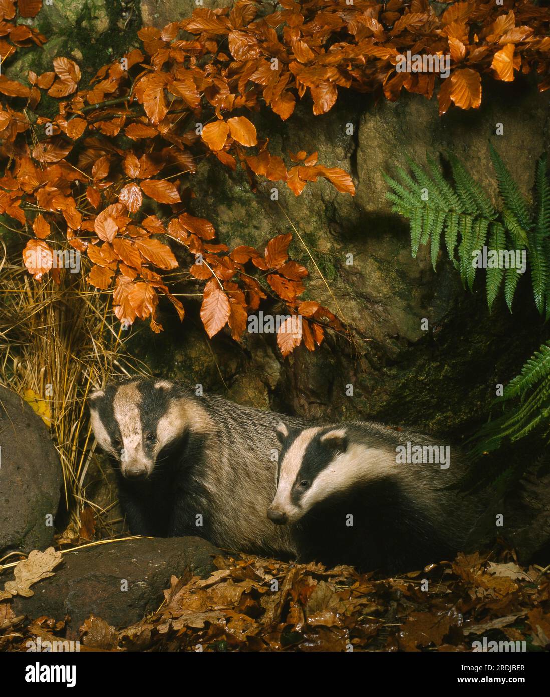 Badger European badger (Meles meles), Eurasian badger, pair Stock Photo ...