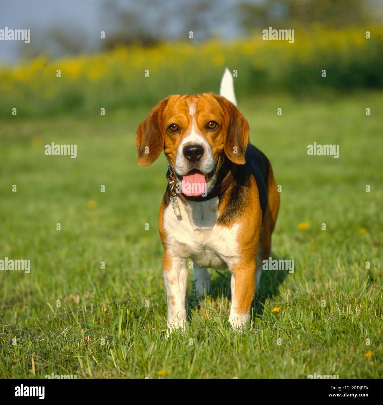 Beagle FCI, Standard No. 161 Stock Photo - Alamy