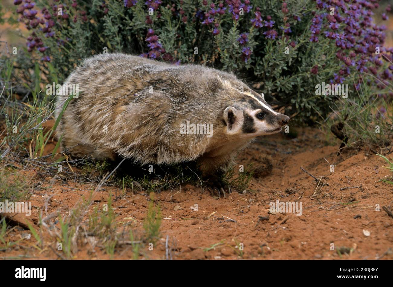 American badger (Taxidea taxus), male Stock Photo - Alamy