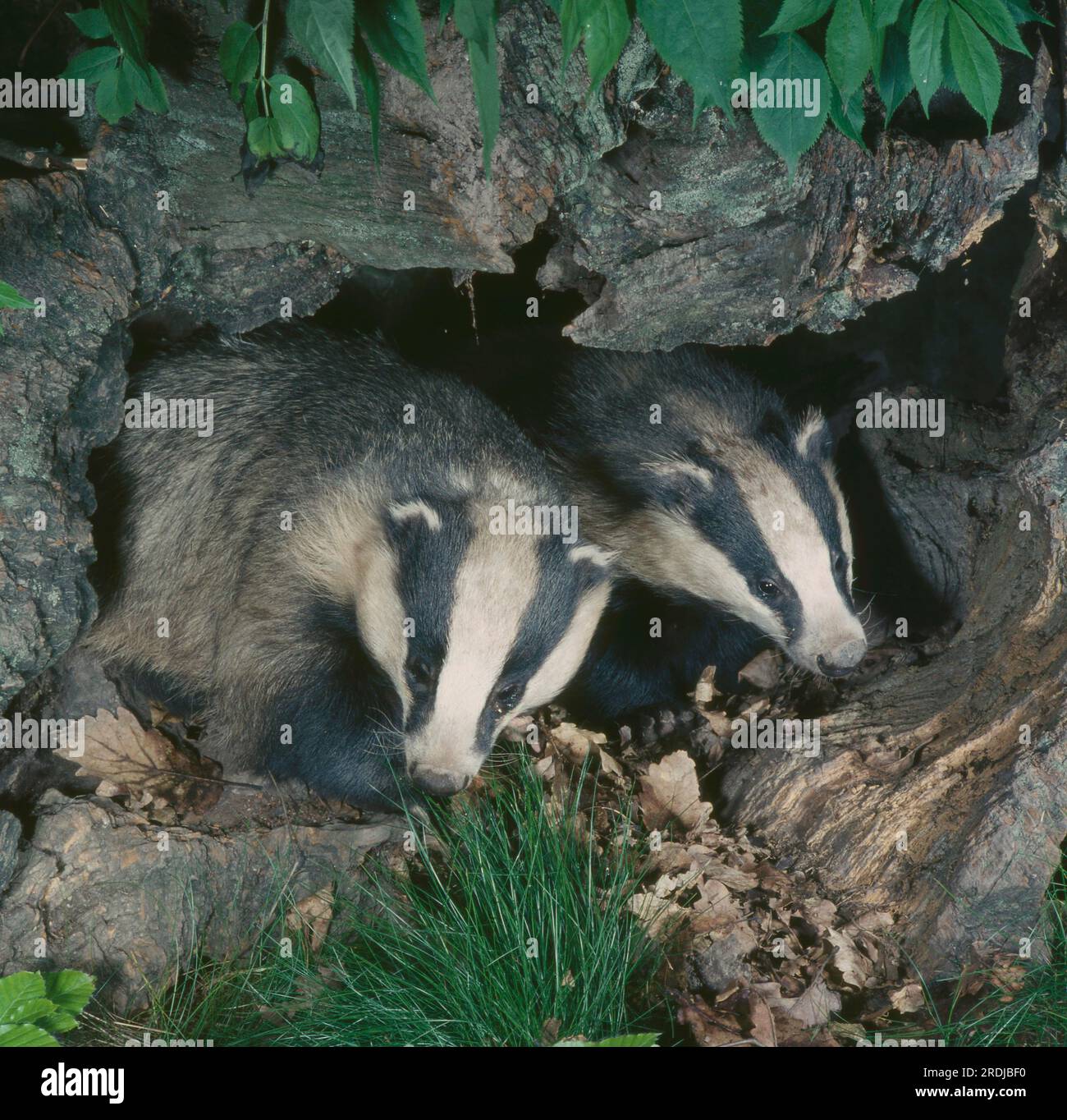 Badger animals hi-res stock photography and images - Alamy