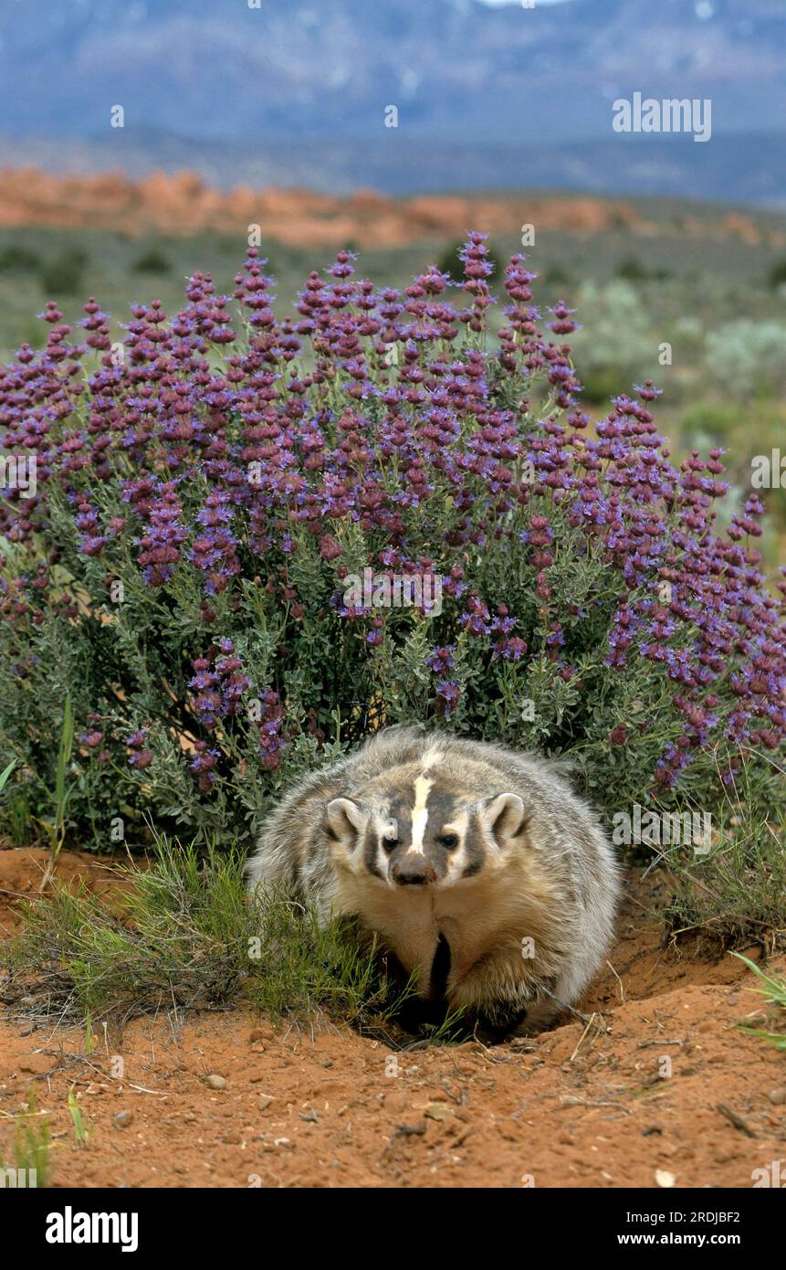 American badger (Taxidea taxus), male Stock Photo - Alamy