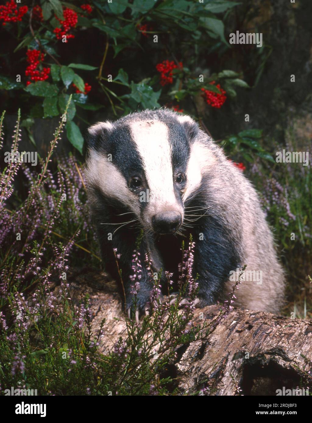 Badger European badger (Meles meles), Eurasian badger Stock Photo - Alamy