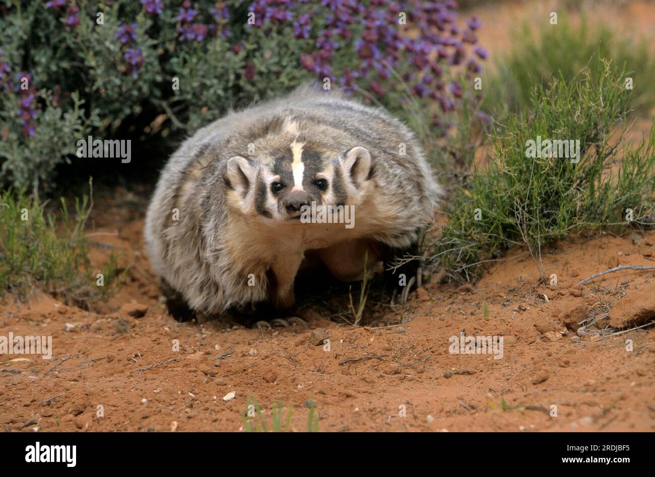American Badger (Taxidea taxus Stock Photo - Alamy