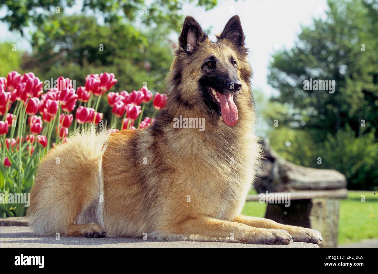 Shepherd belgian tervueren hi-res stock photography and images - Alamy