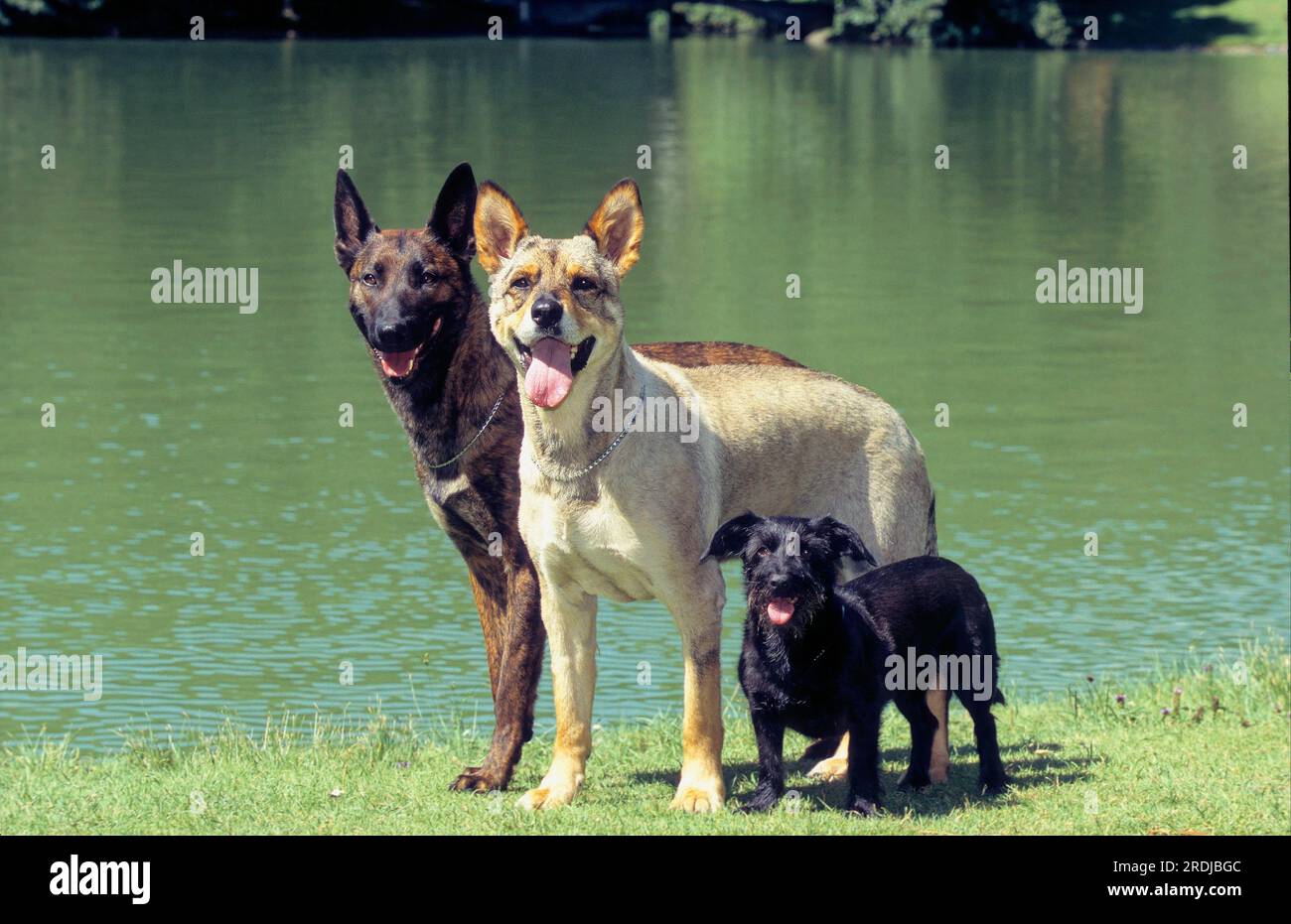 Dog hybrids hi-res stock photography and images - Alamy