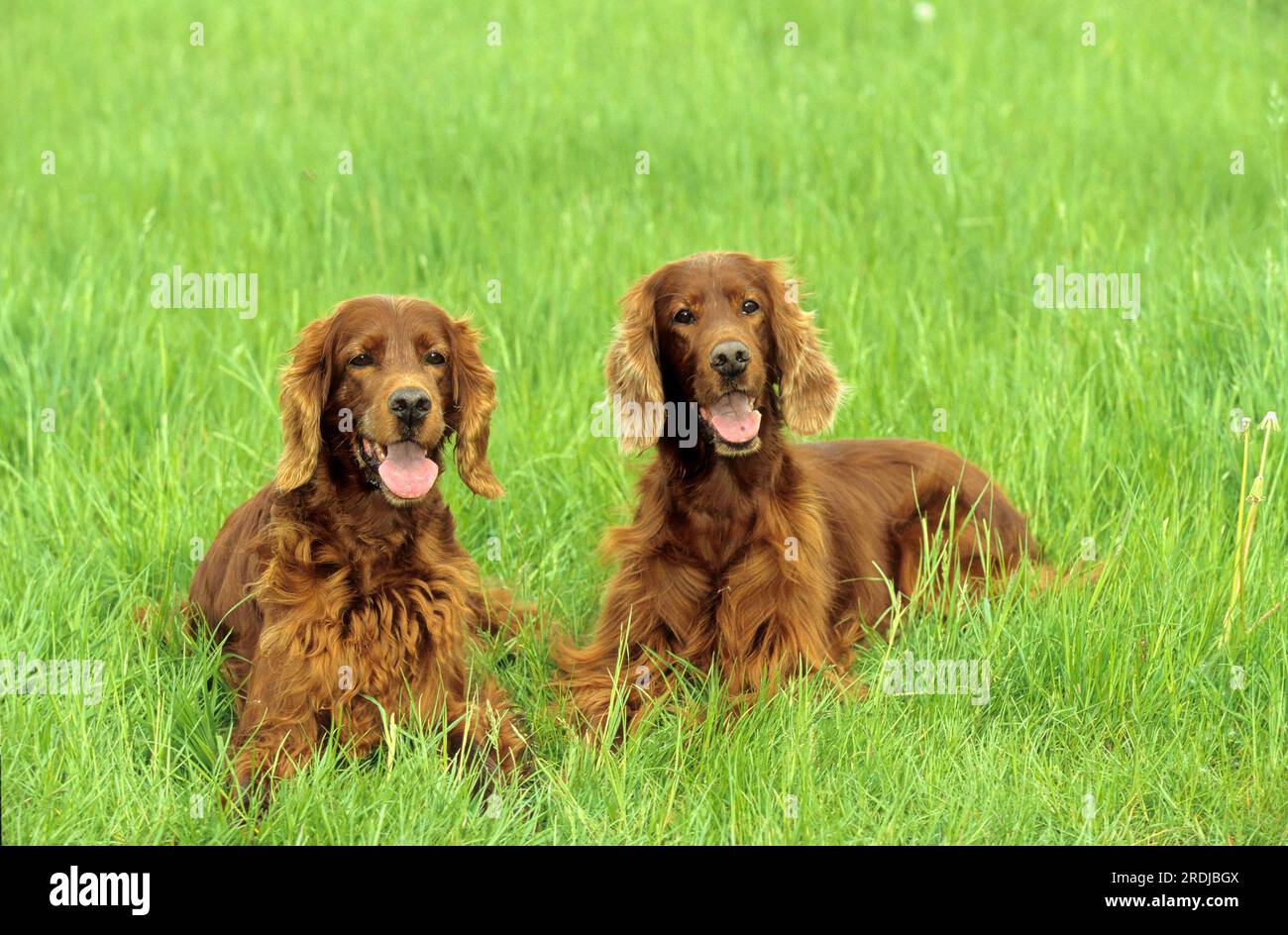 Setter breed hi-res stock photography and images - Alamy