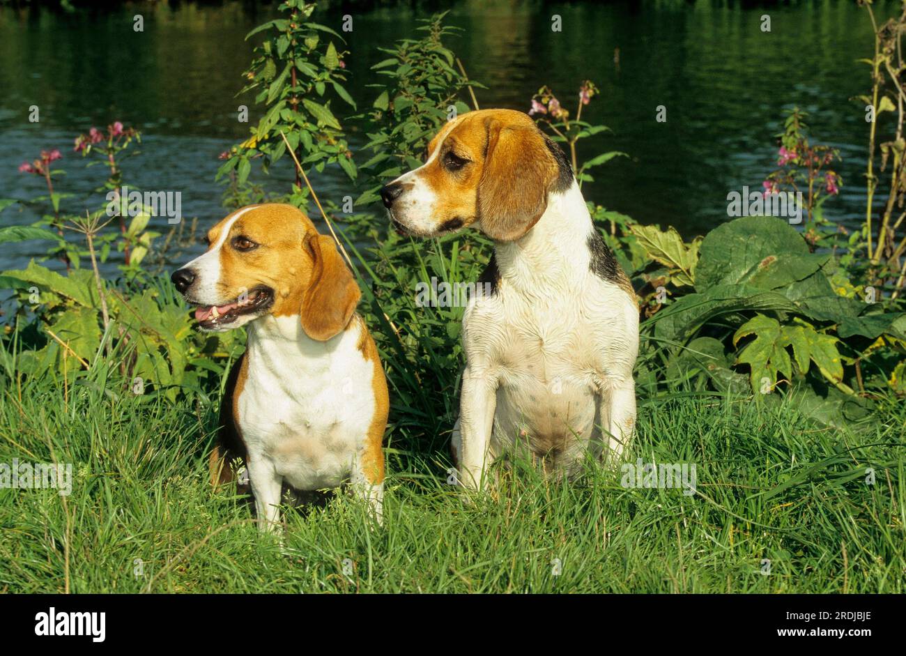 Beagles breed hi-res stock photography and images - Alamy
