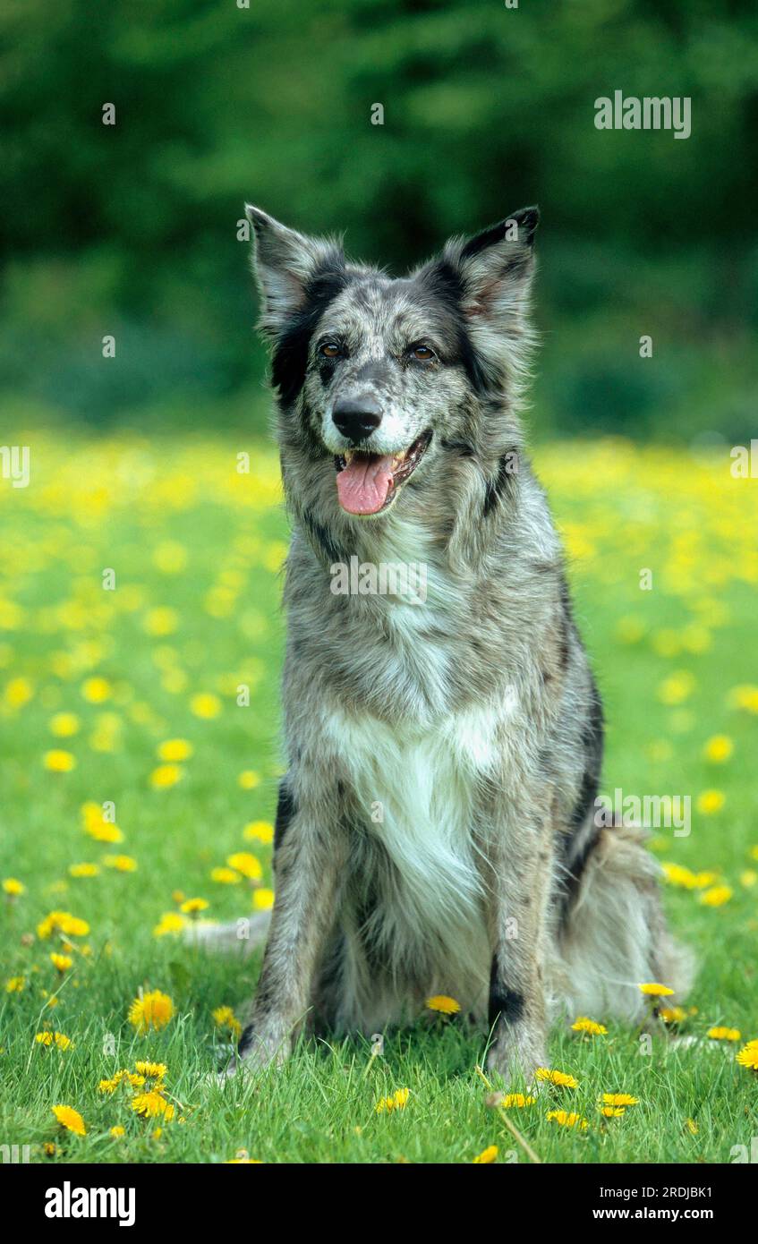 Schaeferhund mix hi-res stock photography and images - Alamy