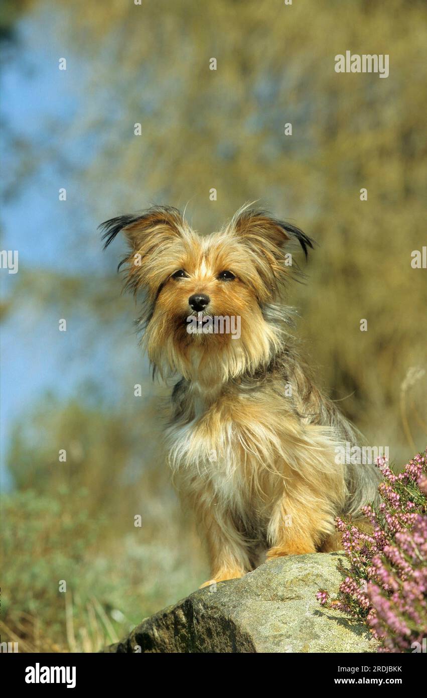 Yorkshire Terrier Pomeranian Mix