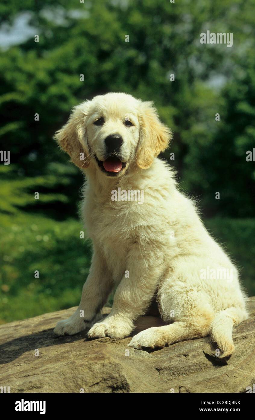 Golden Retriever, 12 weeks Stock Photo - Alamy
