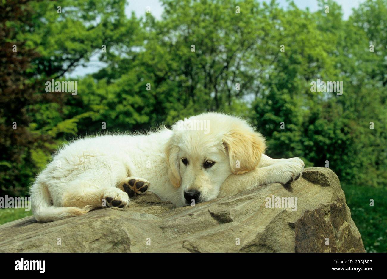 Golden Retriever, 12 weeks Stock Photo - Alamy
