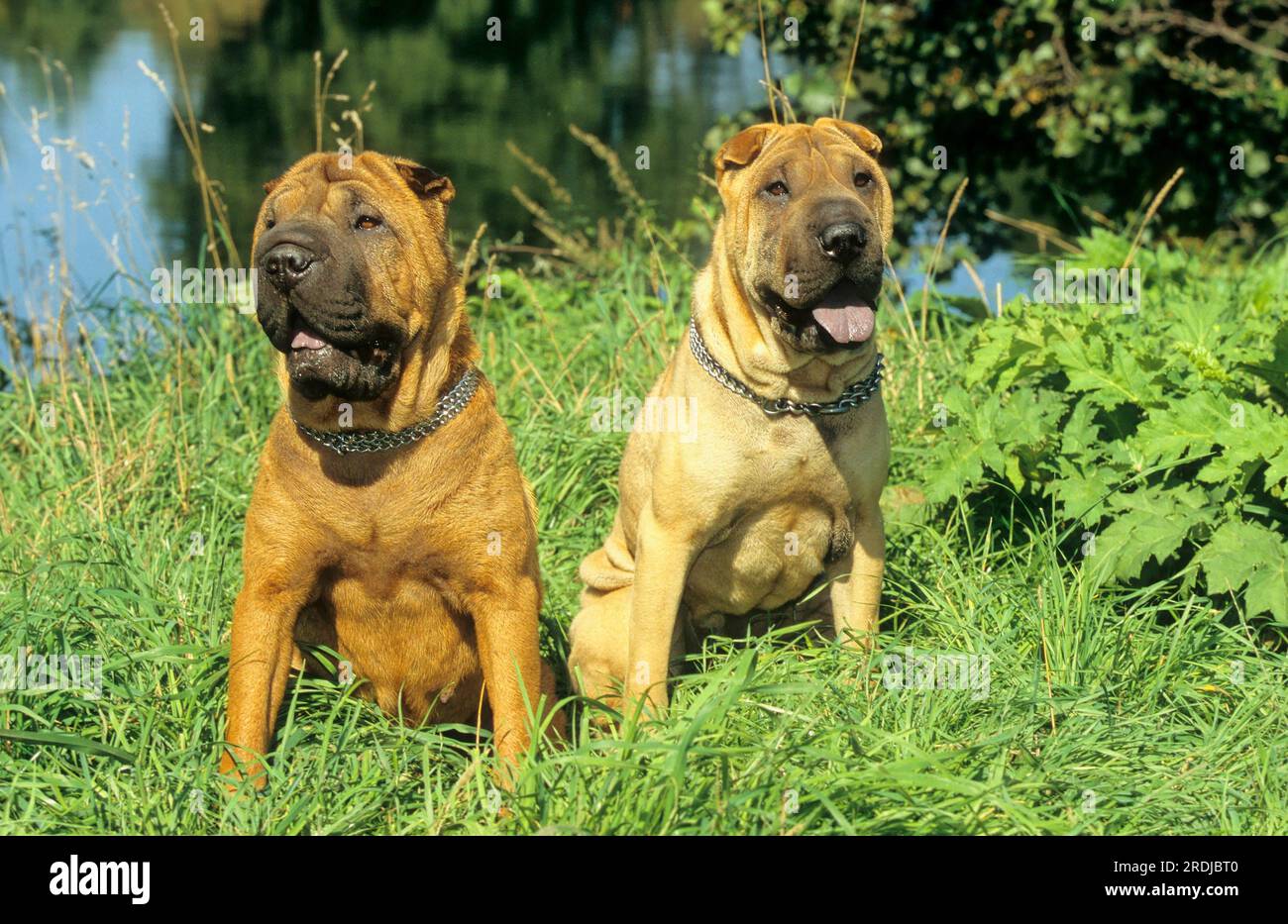 Two shar pei hi-res stock photography and images - Alamy