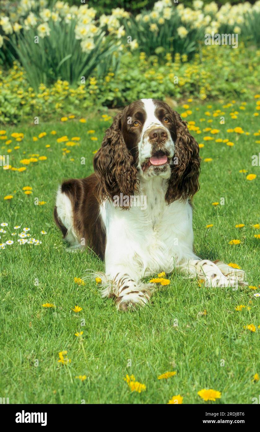 Englischer springer hi-res stock photography and images - Alamy