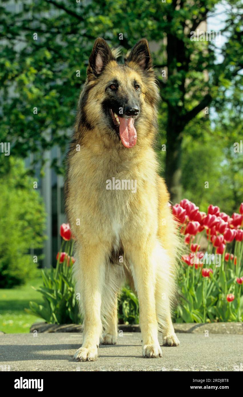 Tervueren, Belgian shepherd dog Stock Photo - Alamy