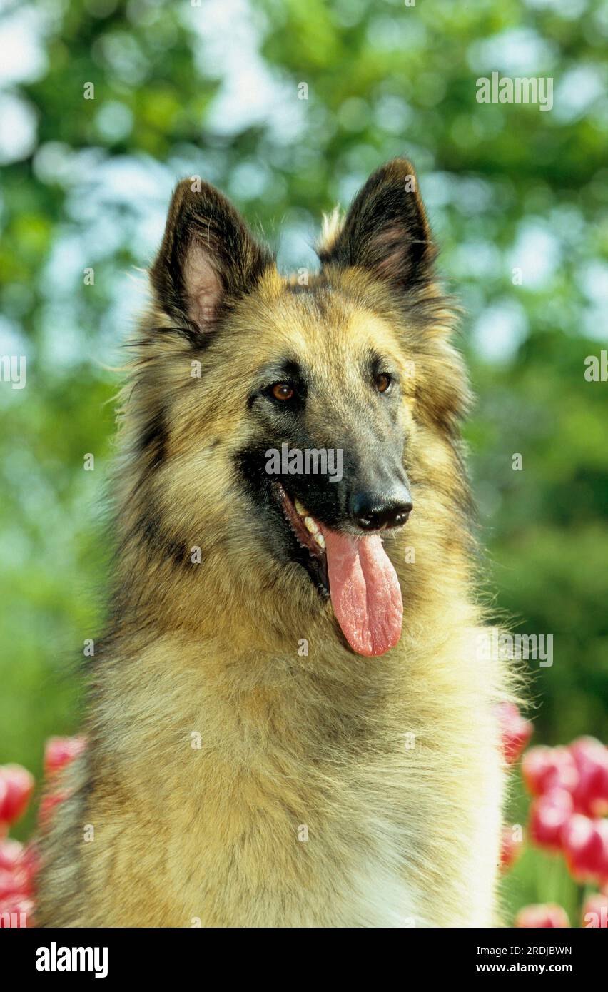 Shepherd belgian tervueren hi-res stock photography and images - Alamy