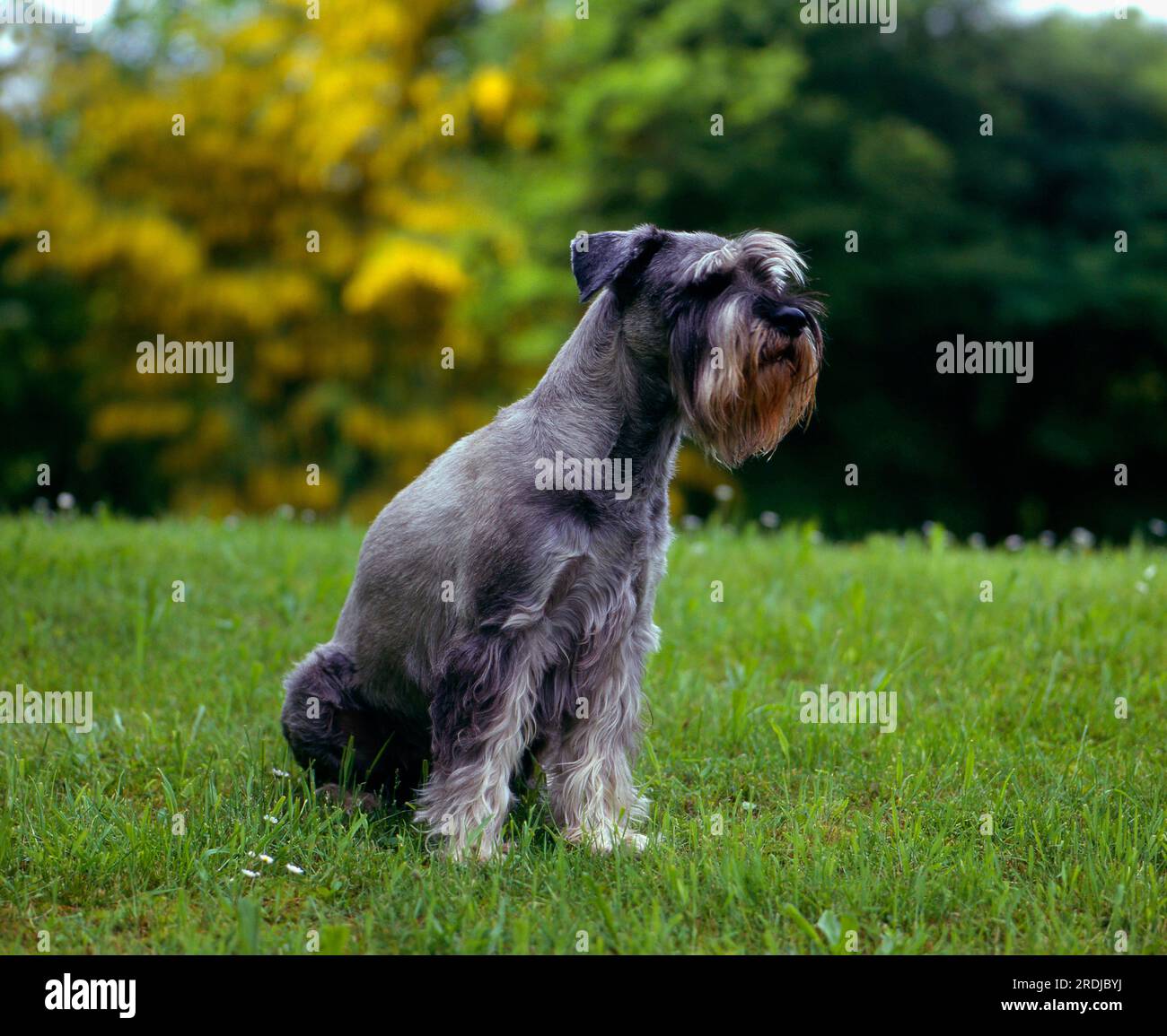 Medium Schnauzer, Schnauzer (FCI 182 Stock Photo - Alamy