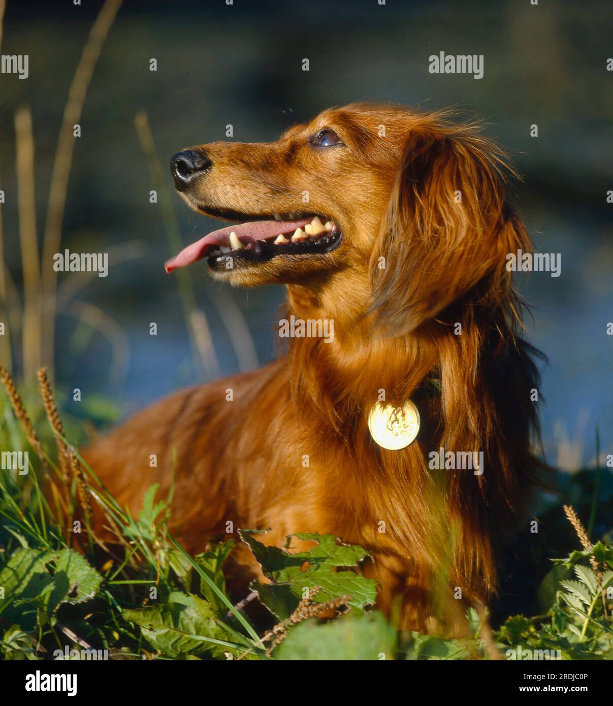 Longhaired Dachshund, FCI, Standard No. 148 Stock Photo - Alamy