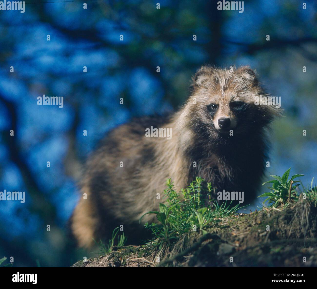 Enok nyctereutes procyonoides hi-res stock photography and images - Alamy