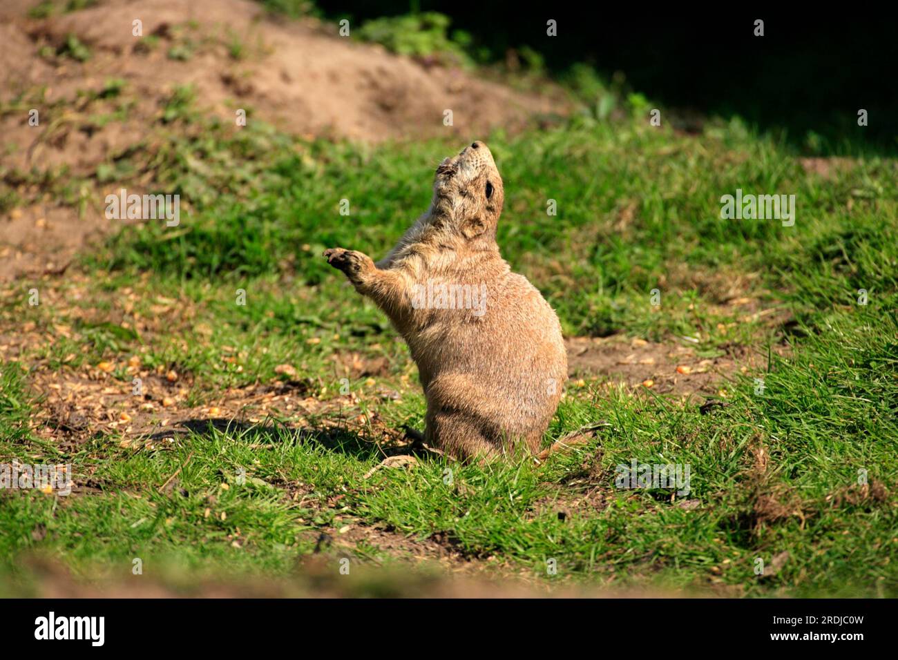 Black-tailed Prairie Dog (Cynomys ludovicianus), USA, adult, calling ...