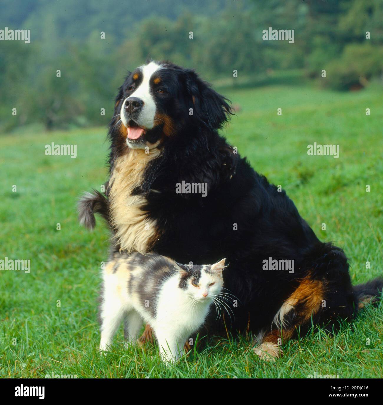 Domestic Cat with Bernese Mountain Dog FCI, Standard No. 45 Stock Photo ...