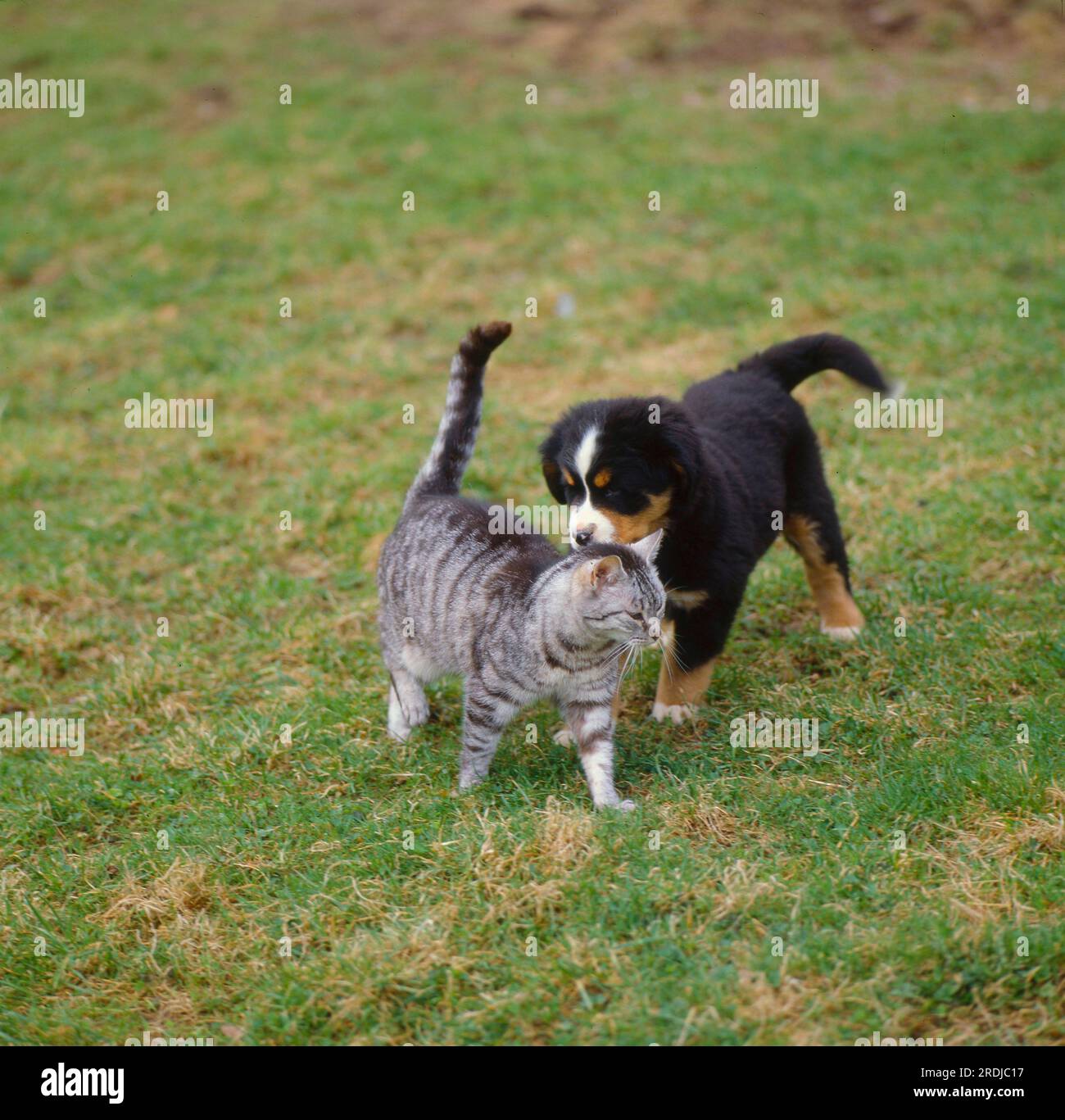 Domestic Cat with Bernese Mountain Dog FCI, Standard No. 45 Stock Photo ...