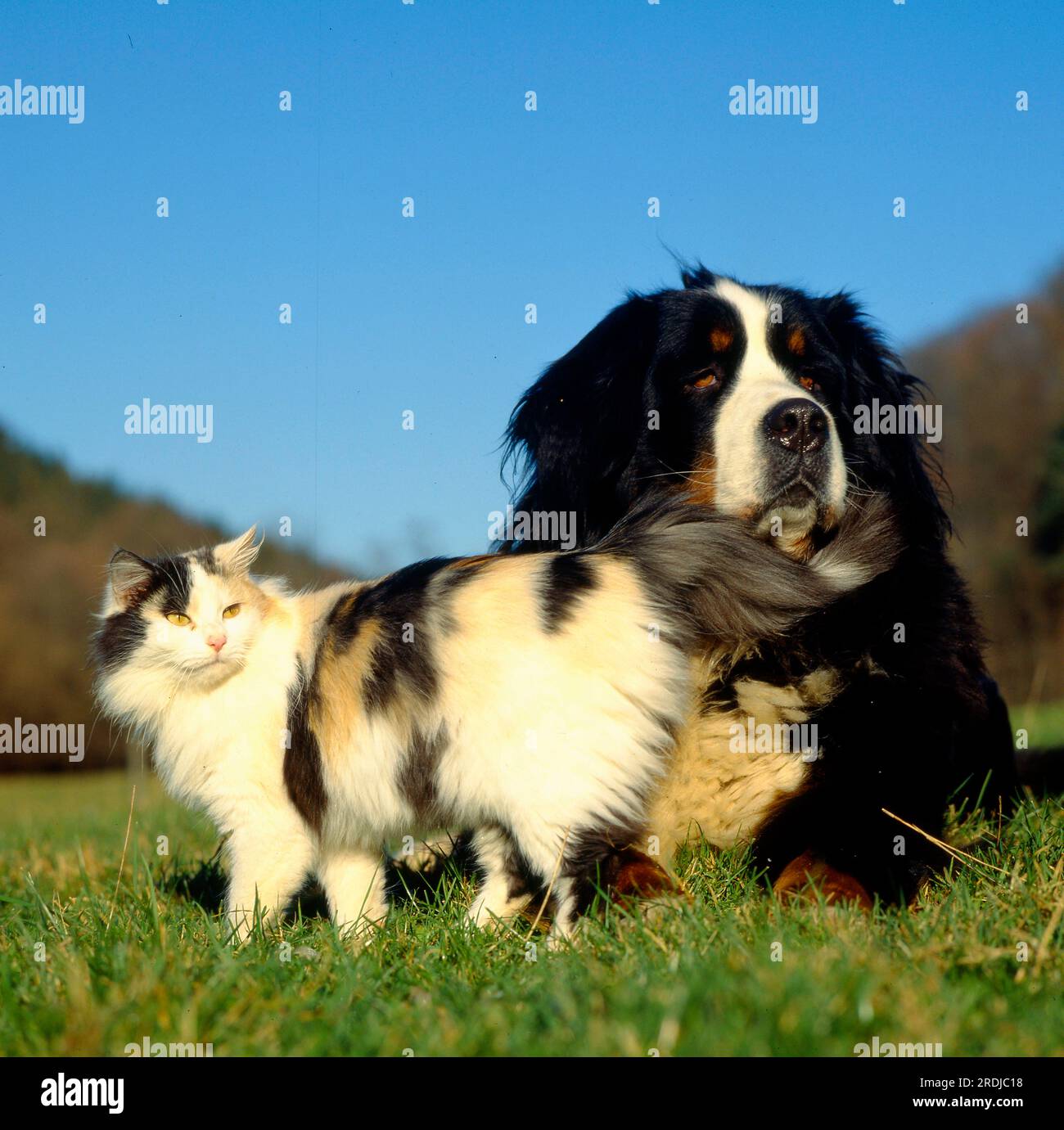 Domestic Cat with Bernese Mountain Dog FCI, Standard No. 45 Stock Photo ...
