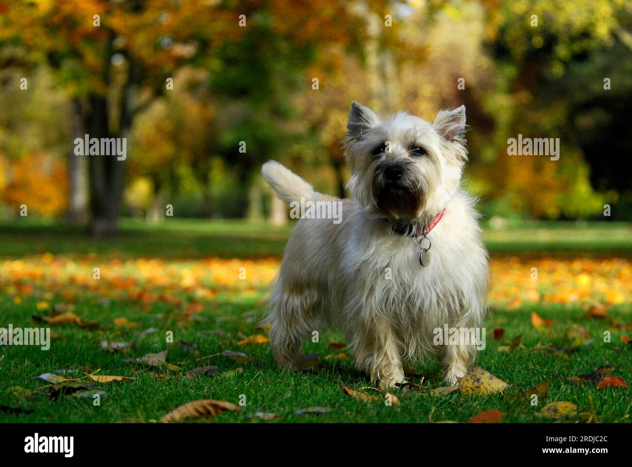 Cairn terrier hi-res stock photography and images - Alamy