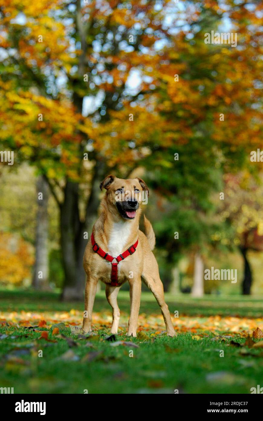 Mixed breed domestic dog (canis lupus familiaris) standing in a meadow ...
