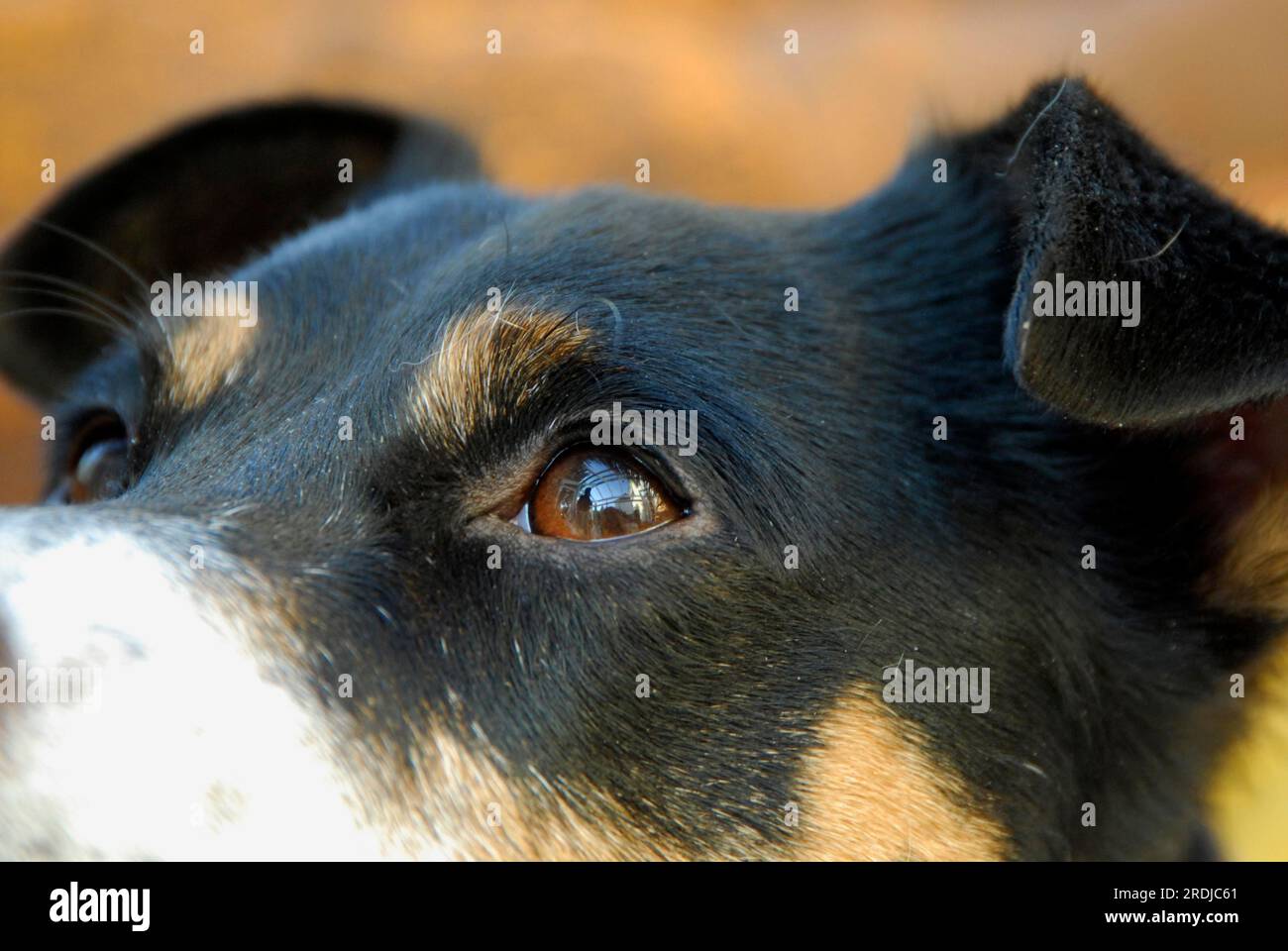 Jack Russell Terrier, male, tricolour, smooth-coated, portrait, close ...