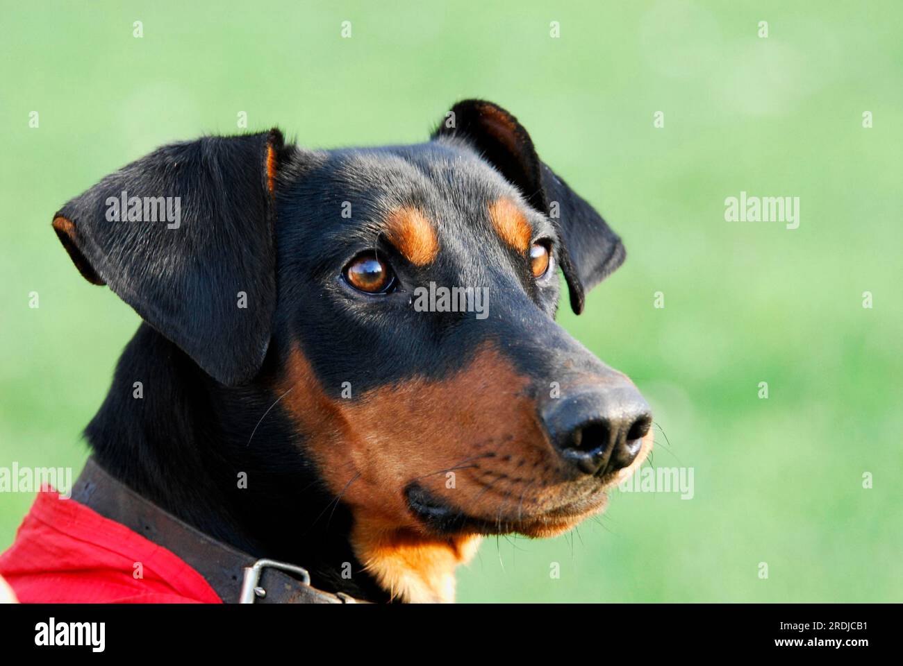 German Pinscher, smooth-coated, black with red markings, endangered ...
