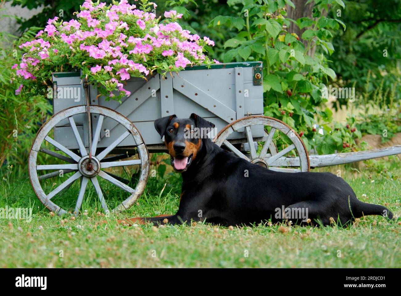 Standard boller hi-res stock photography and images - Alamy
