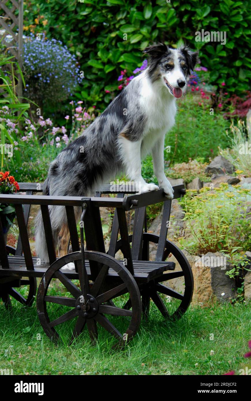 Border Collie, bitch, Blue Merle, standing straight up in an old ladder ...