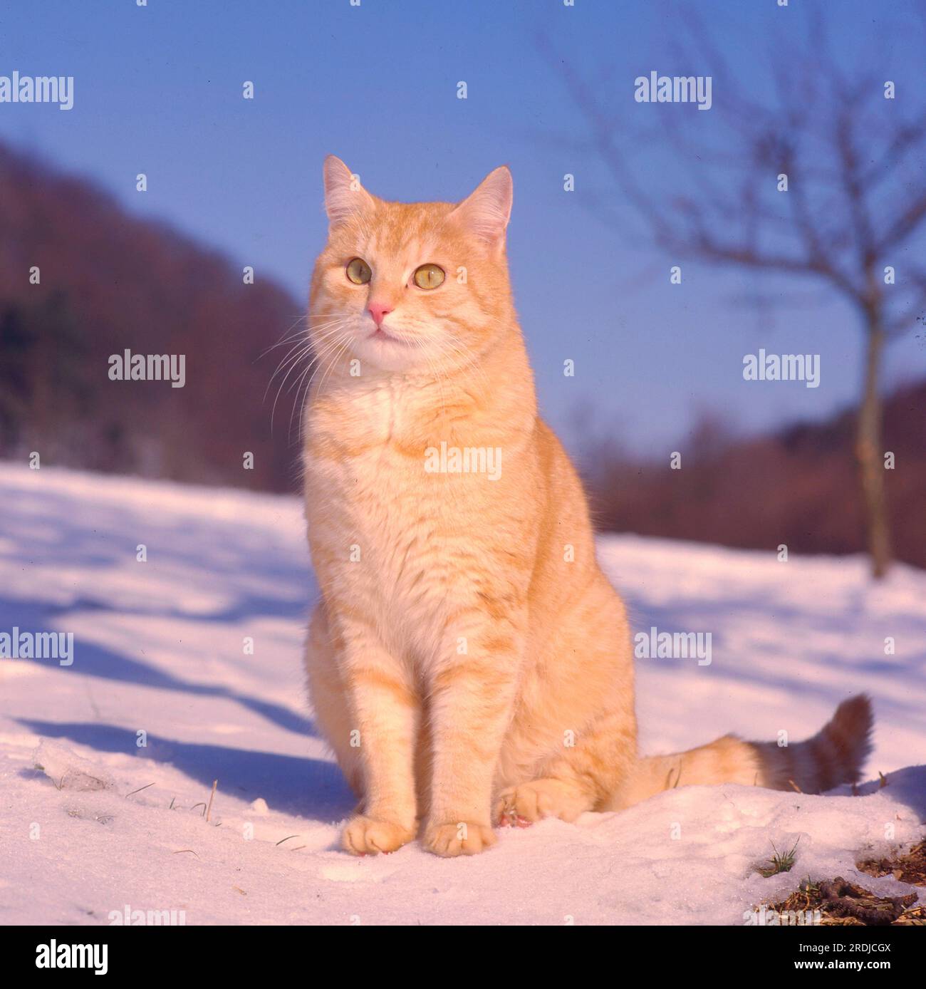 White cat in snow hi-res stock photography and images - Alamy
