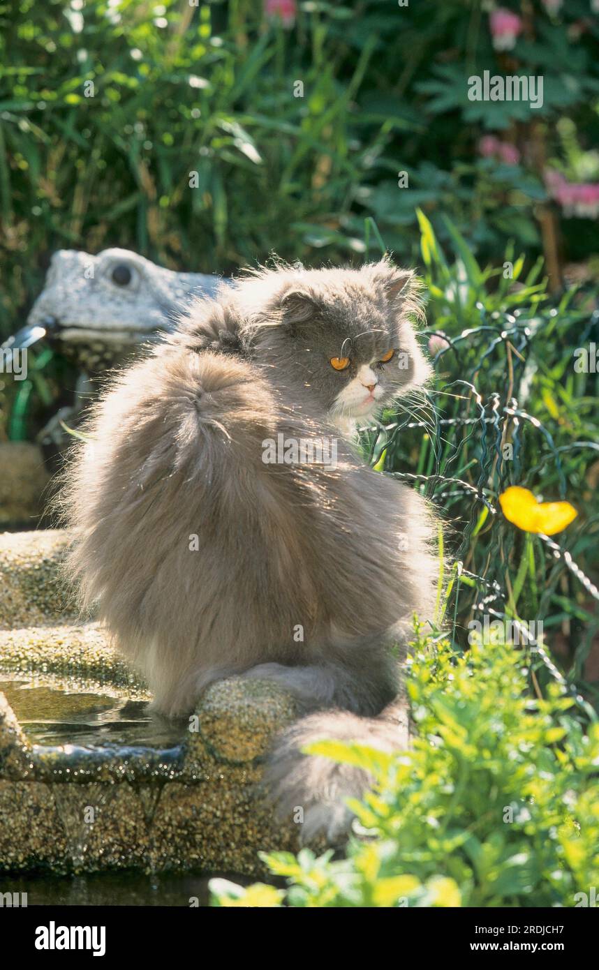 Persian cat, blue-cream, male cat Stock Photo - Alamy