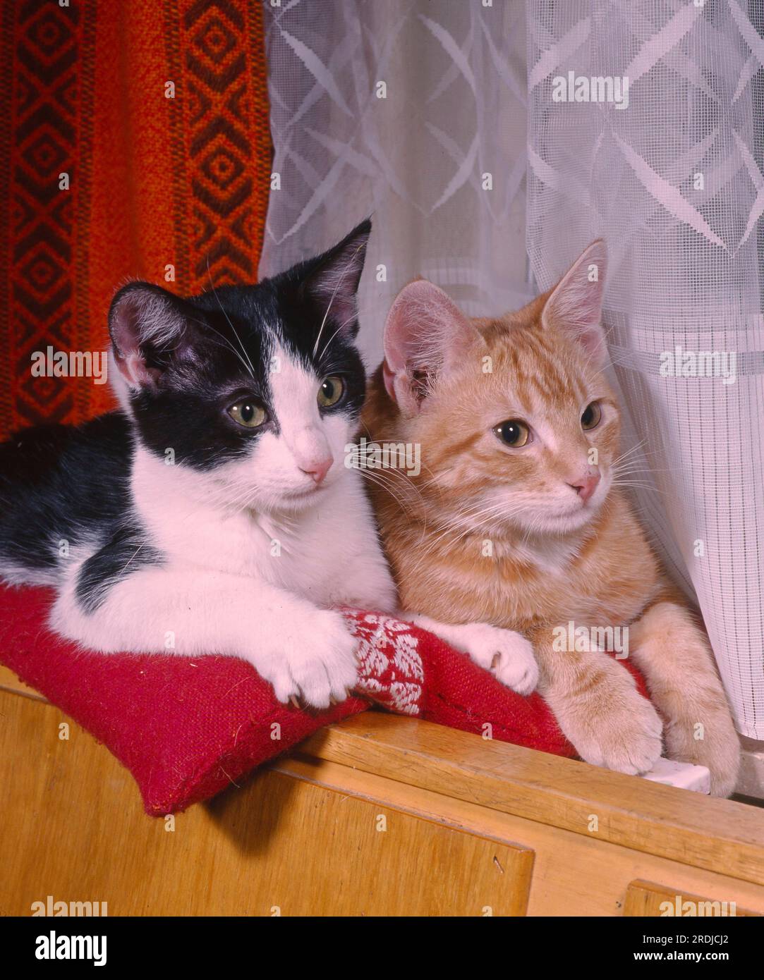 Two 2 domestic cats lying on corner bench Stock Photo - Alamy
