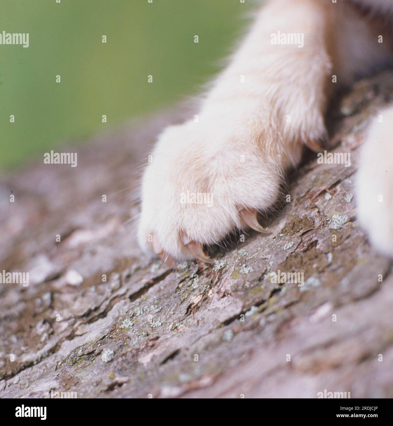 Cats tree hi-res stock photography and images - Alamy